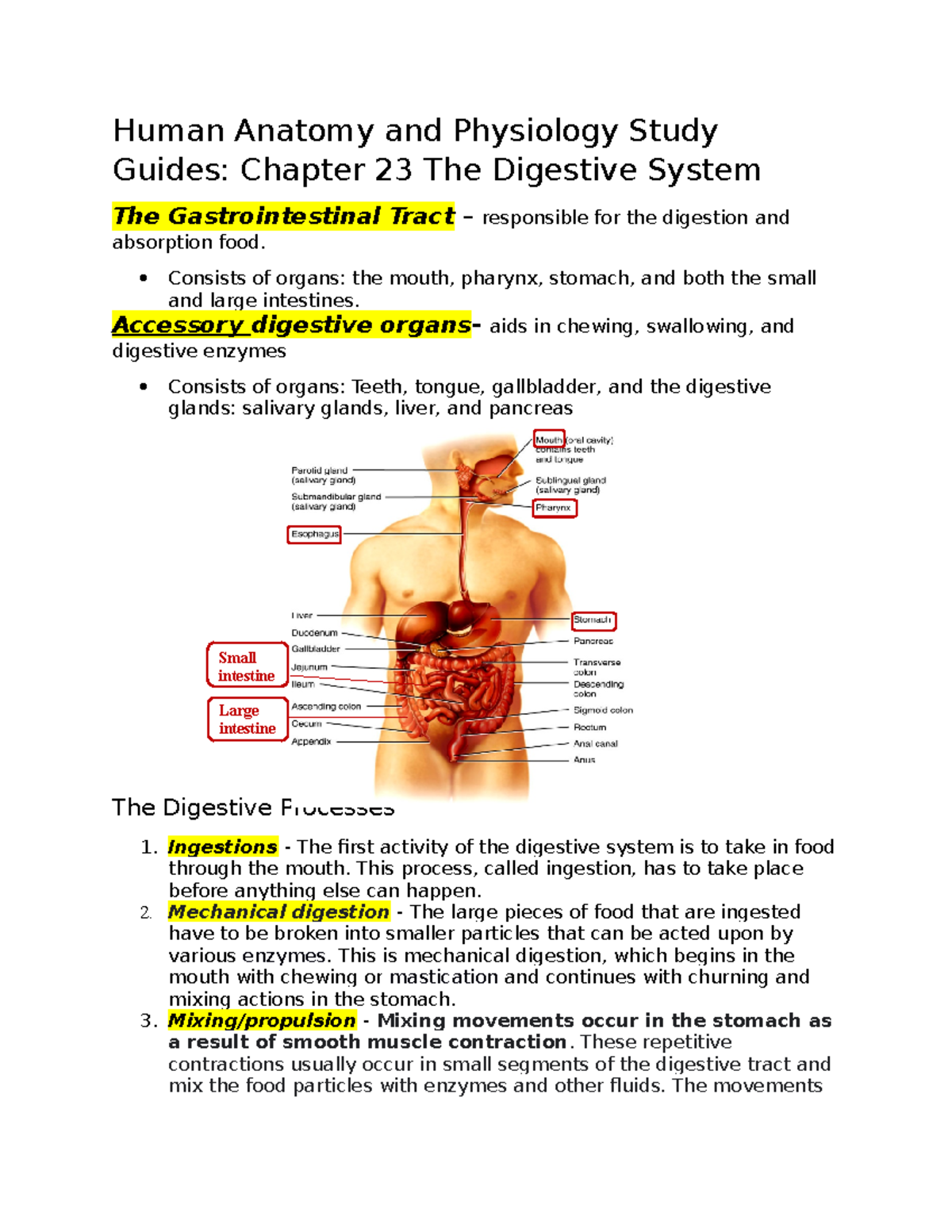 Human Anatomy and Physiology Study Guides Chapter 23 - Consists of ...