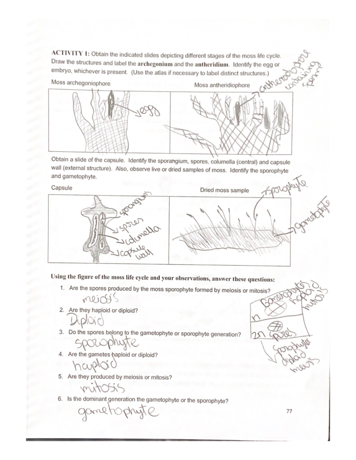 Seedless Plants Lab - BSC 1011H - Studocu