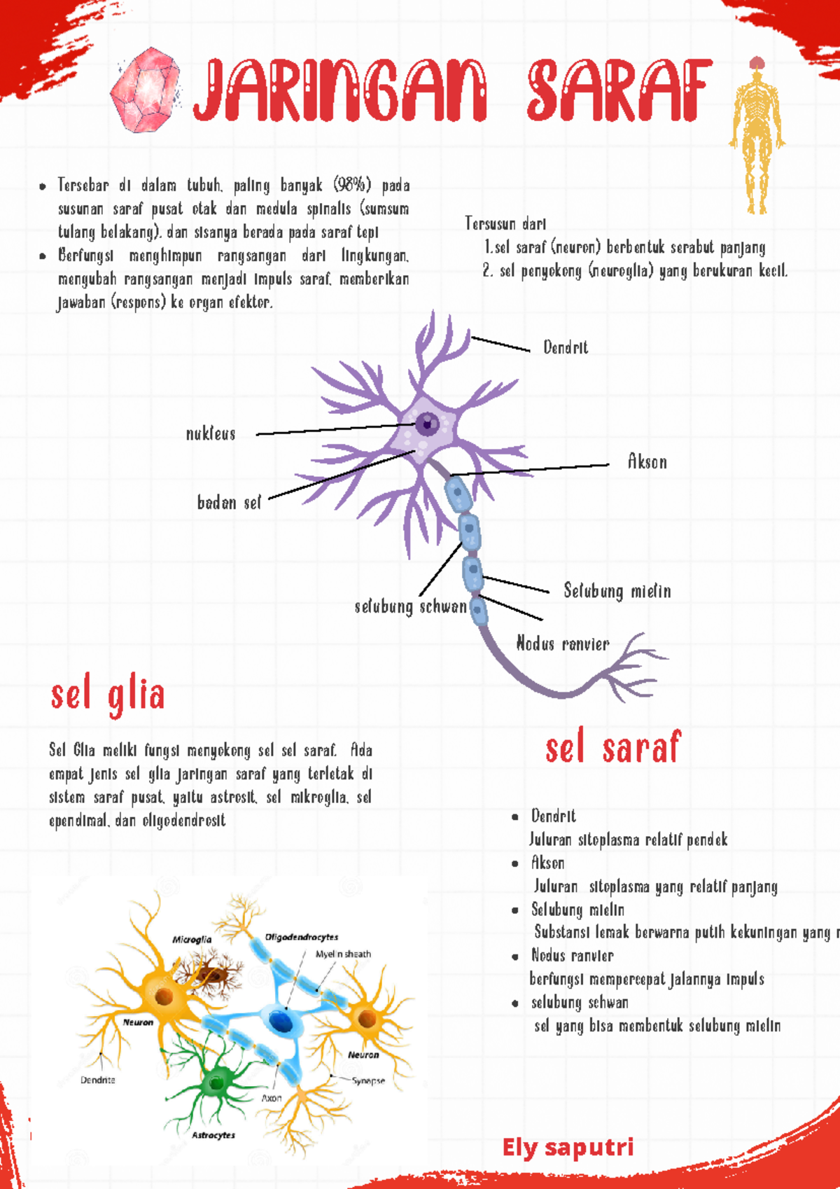 jaringan saraf pada kelas 11 - JARINGAN SARAF Dendrit Akson Selubung ...