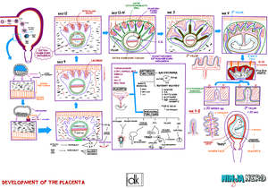 Development of Muscular System atf - Development of the Muscular System ...