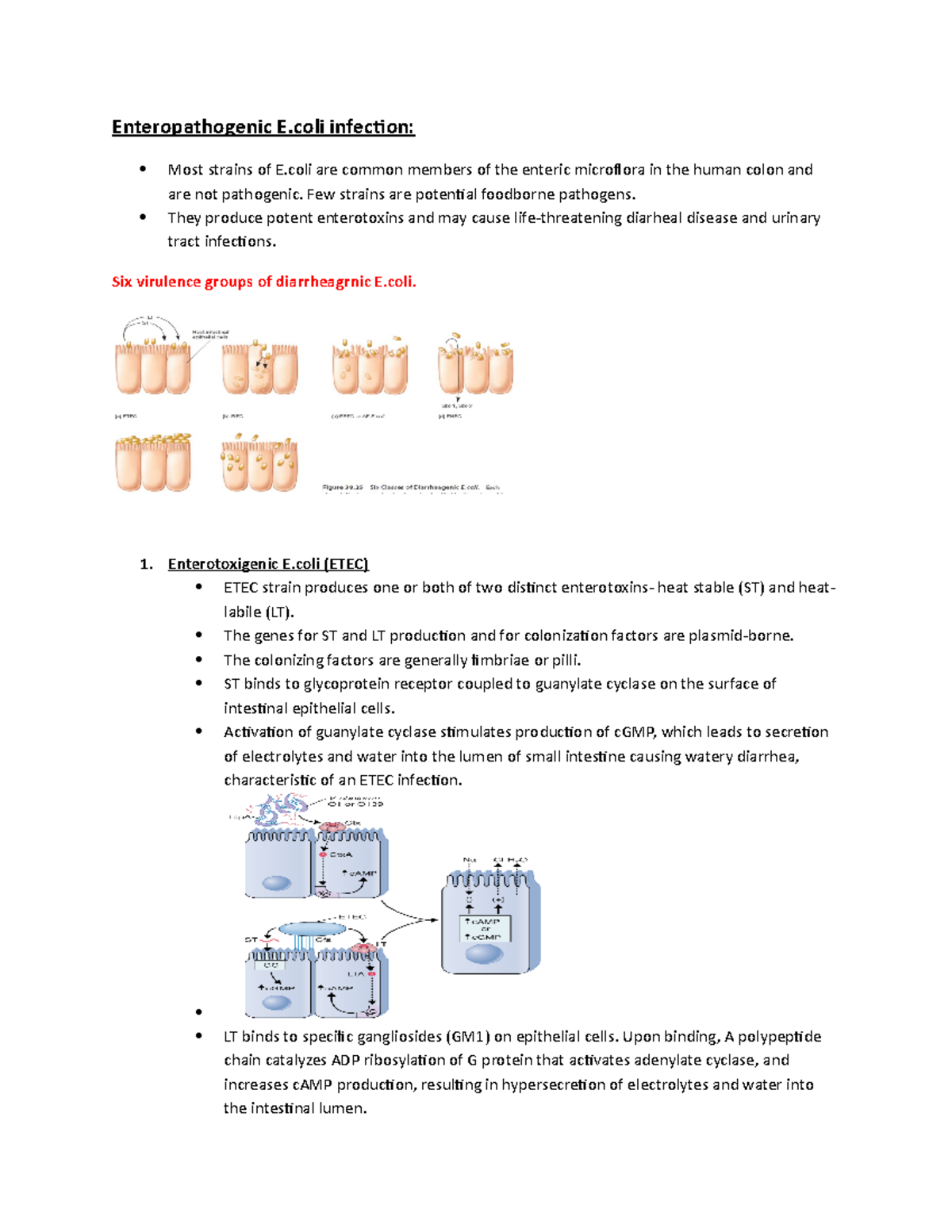 Enteropathogenic E - Lecture notes 2-3 - Enteropathogenic E infection ...