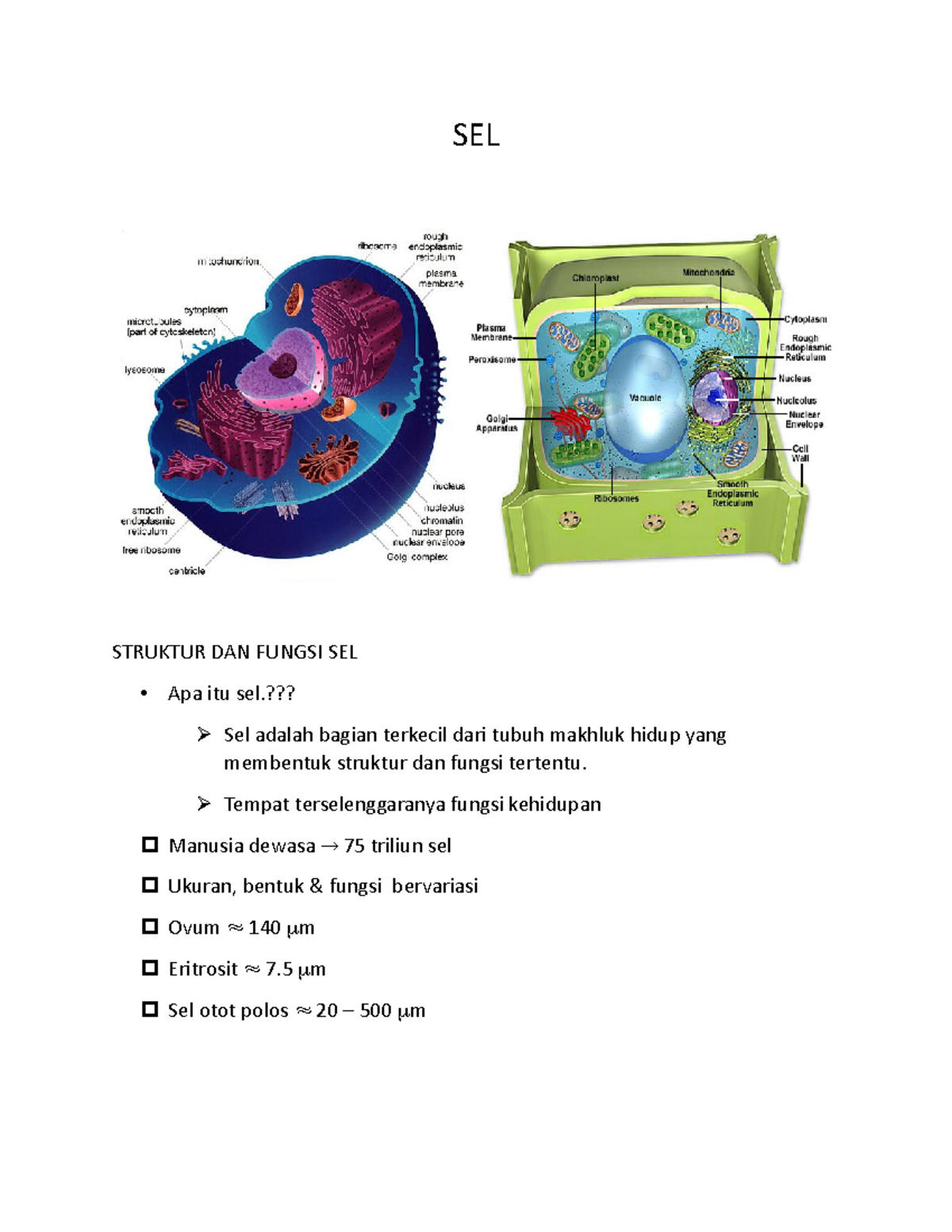 Bio 04 - SEL - penjelasan tentang sel - SEL STRUKTUR DAN FUNGSI SEL Apa itu sel.??? Sel adalah ...