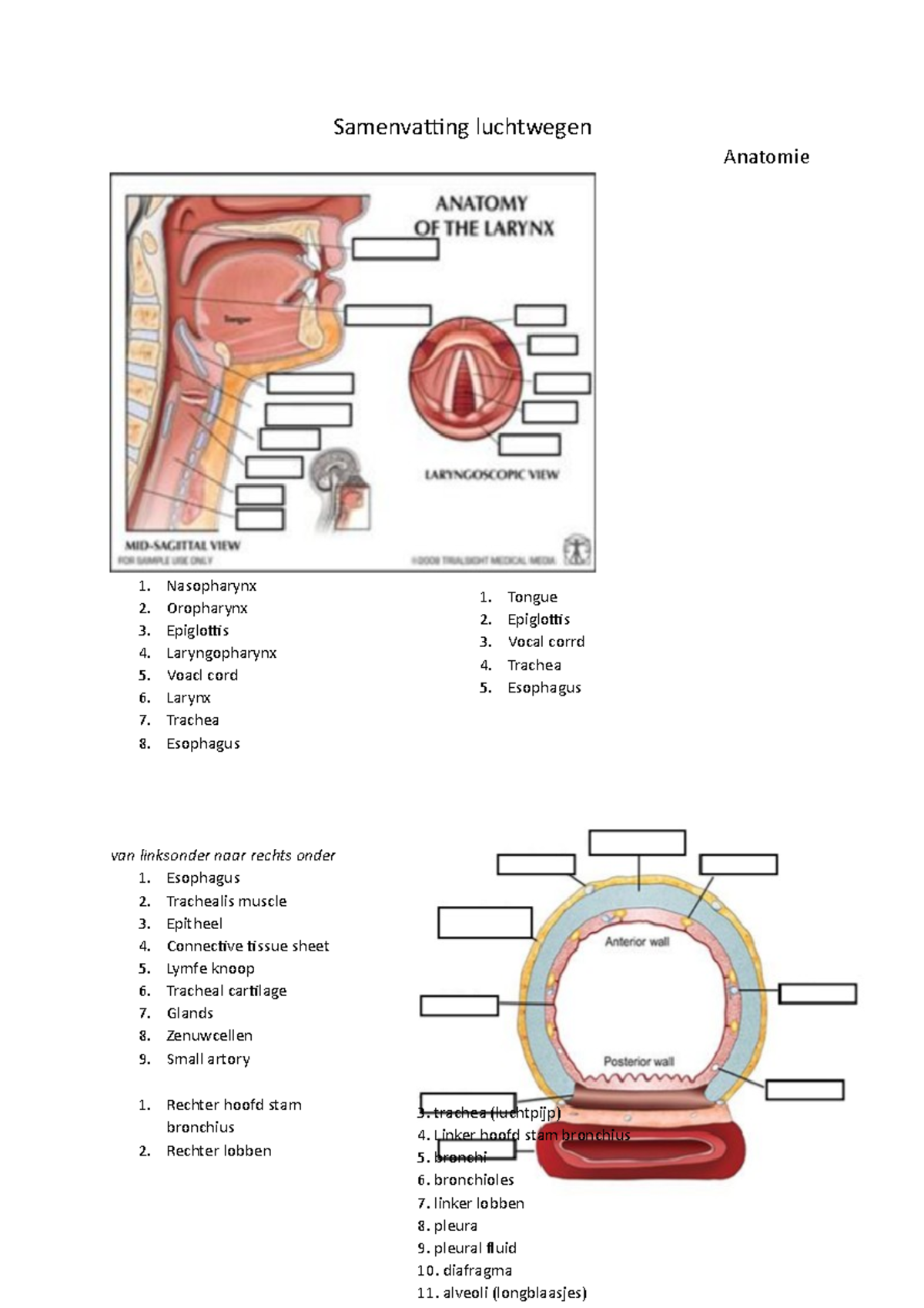 Samenvatting luchtwegen - Samenvatting luchtwegen Anatomie Nasopharynx ...