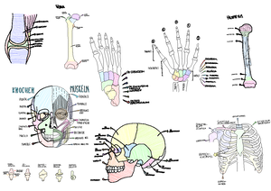 Endokrinologie; Sektretion, Insulin, Hormone - Endokrinologie Arten der ...