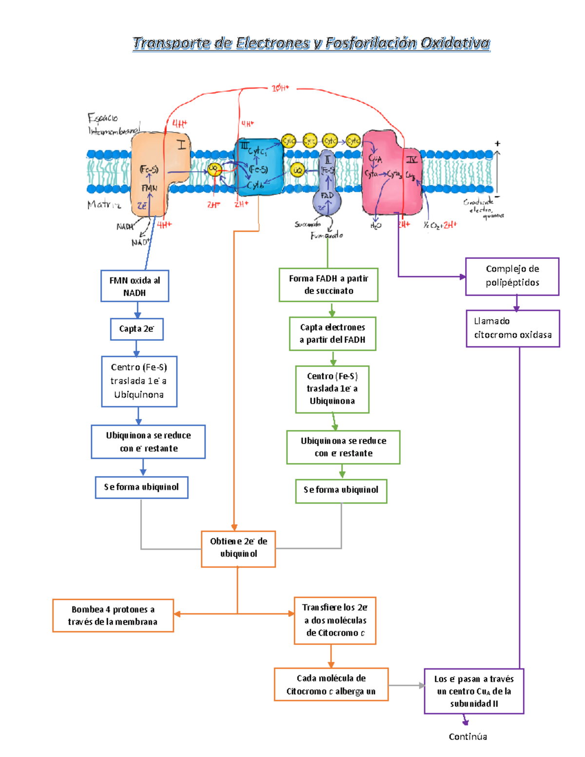 Esquema Transporte de Electrones - Warning: TT: undefined function: 32 FMN oxida al NADH Forma ...