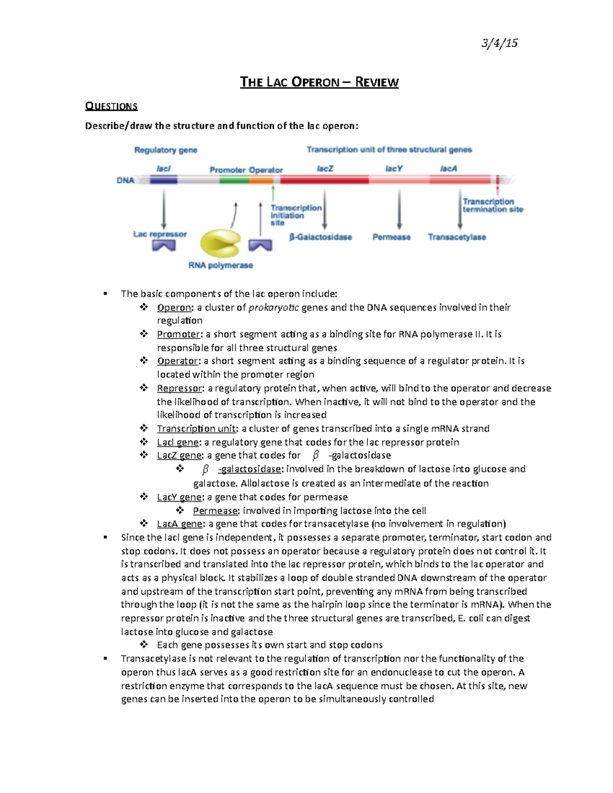 #16 The Lac Operon - Review - THE LAC OPERON REVIEW QUESTIONS the ...