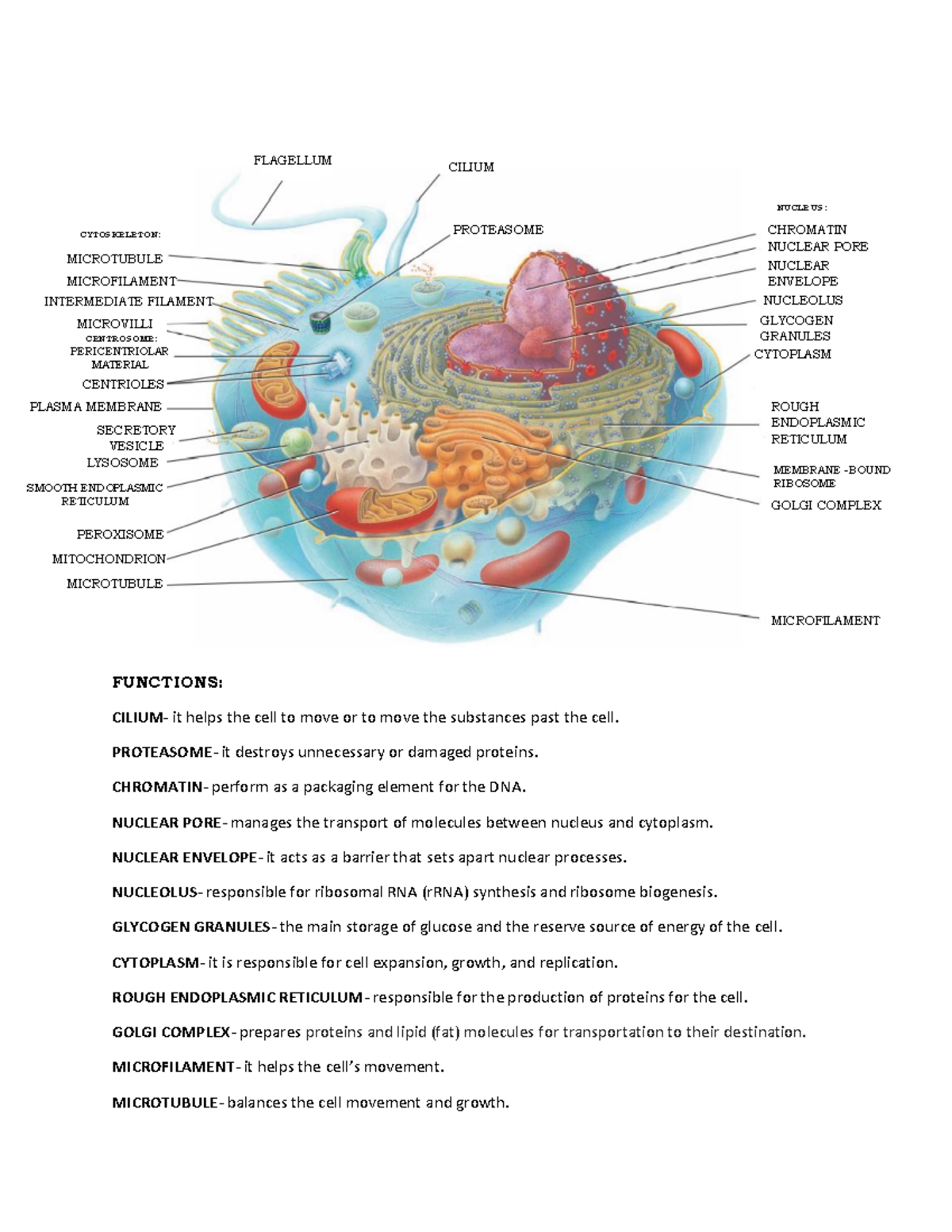 Parts AND Function OF THE CELL - FUNCTIONS: CILIUM- it helps the cell ...