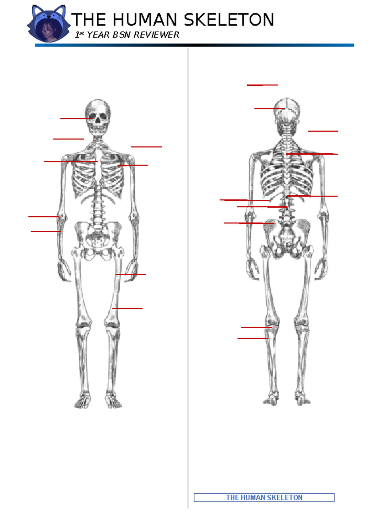 Skeletal - human bones - 1 st YEAR BSN REVIEWER THE HUMAN SKELETON 1 st ...