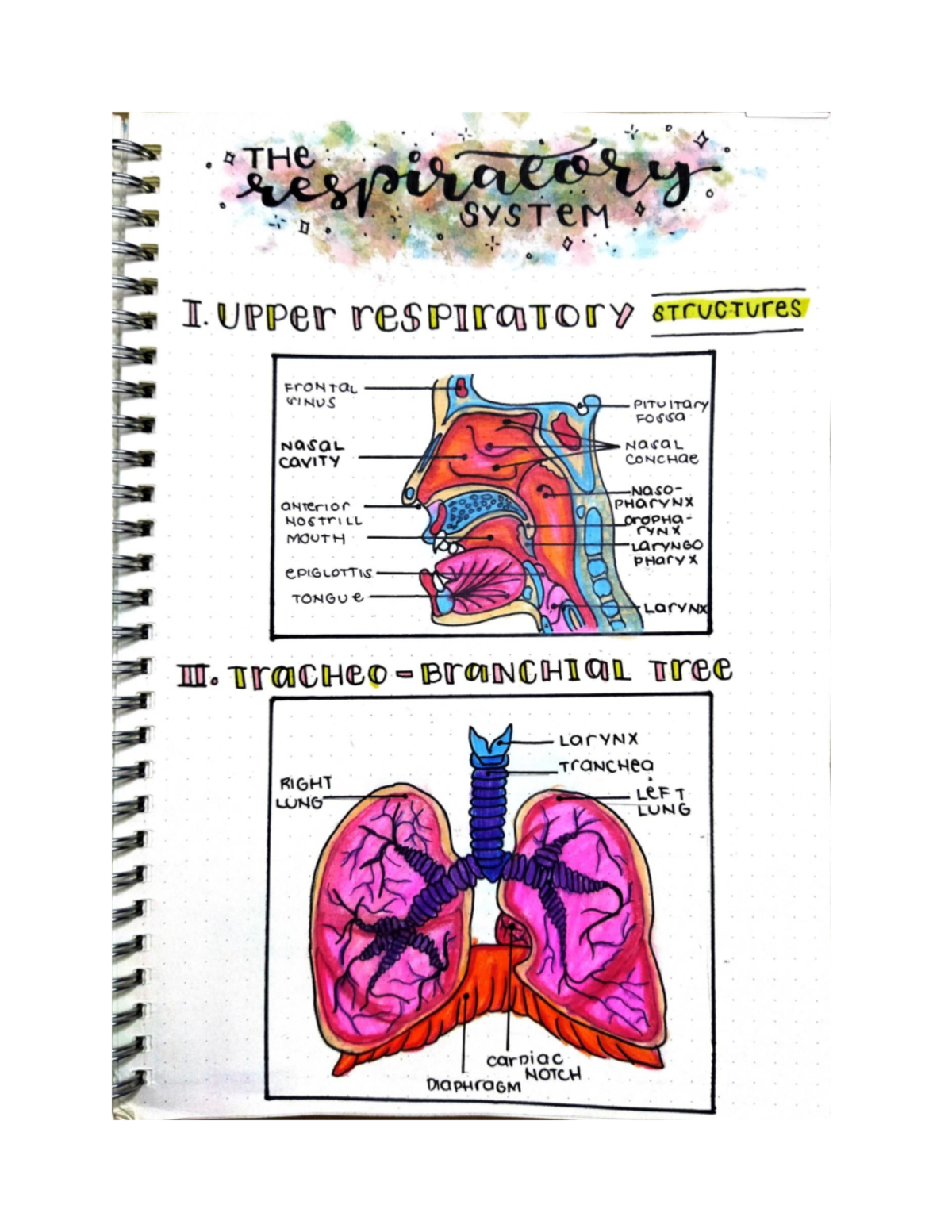 Anatomy AND Physiology (Respiratory system) First YEAR College OF ...