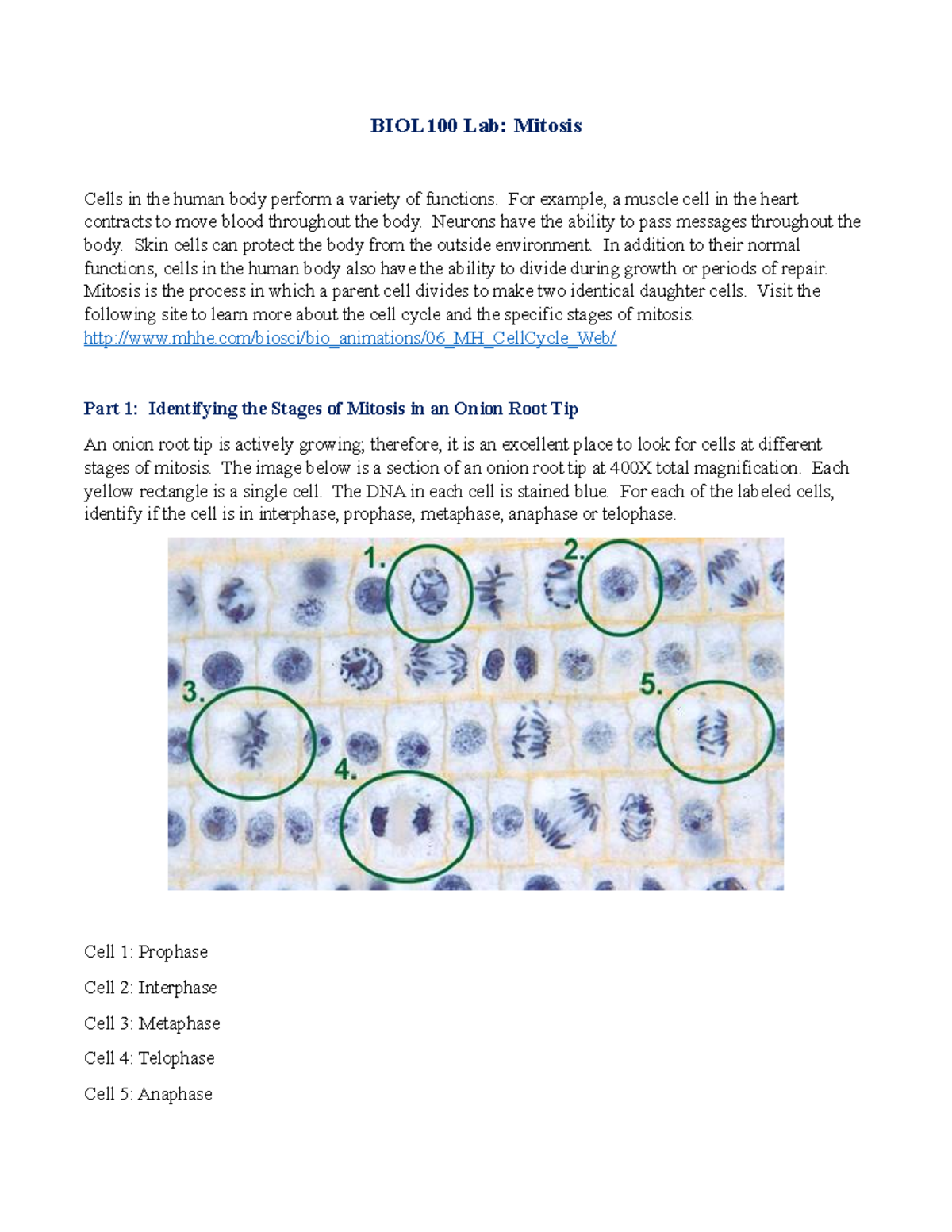 Lab 3 Mitosis HN022418 BIOL100 Lab Mitosis Cells In The Human Body