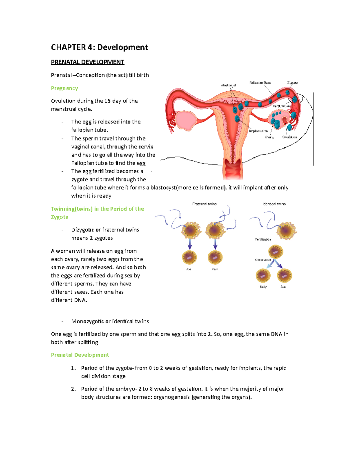 Chapter 1 - Lecture notes cours 1 - CHAPTER 4: Development PRENATAL ...