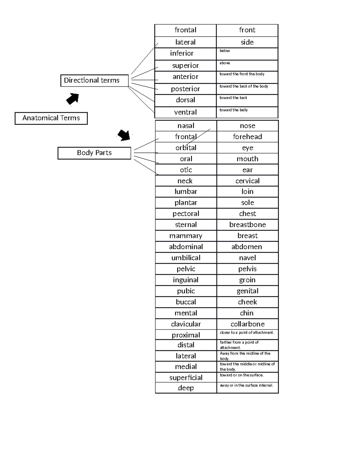 Concept-map-anaphy - None - frontal front lateral side inferior below ...