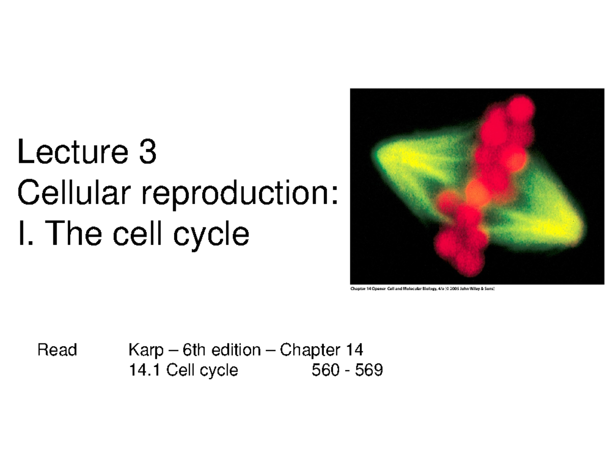 Lecture notes, lectures 3 - cell cycle - Lecture 3 Cellular ...