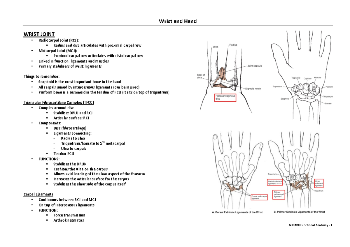 Summary - Wrist and Hand Notes - Wrist and Hand WRIST JOINT Radiocarpal ...