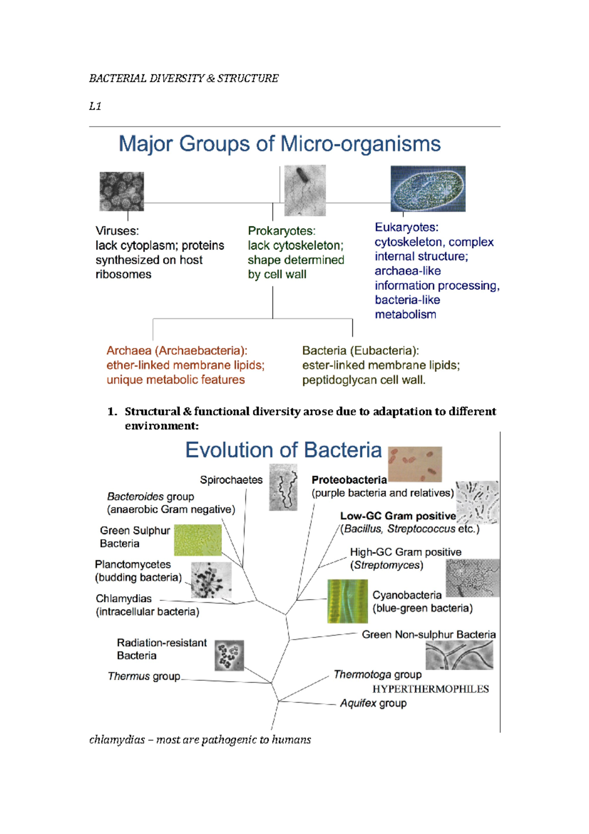 Bacterial diversity and structure - BACTERIAL DIVERSITY & STRUCTURE L1 ...