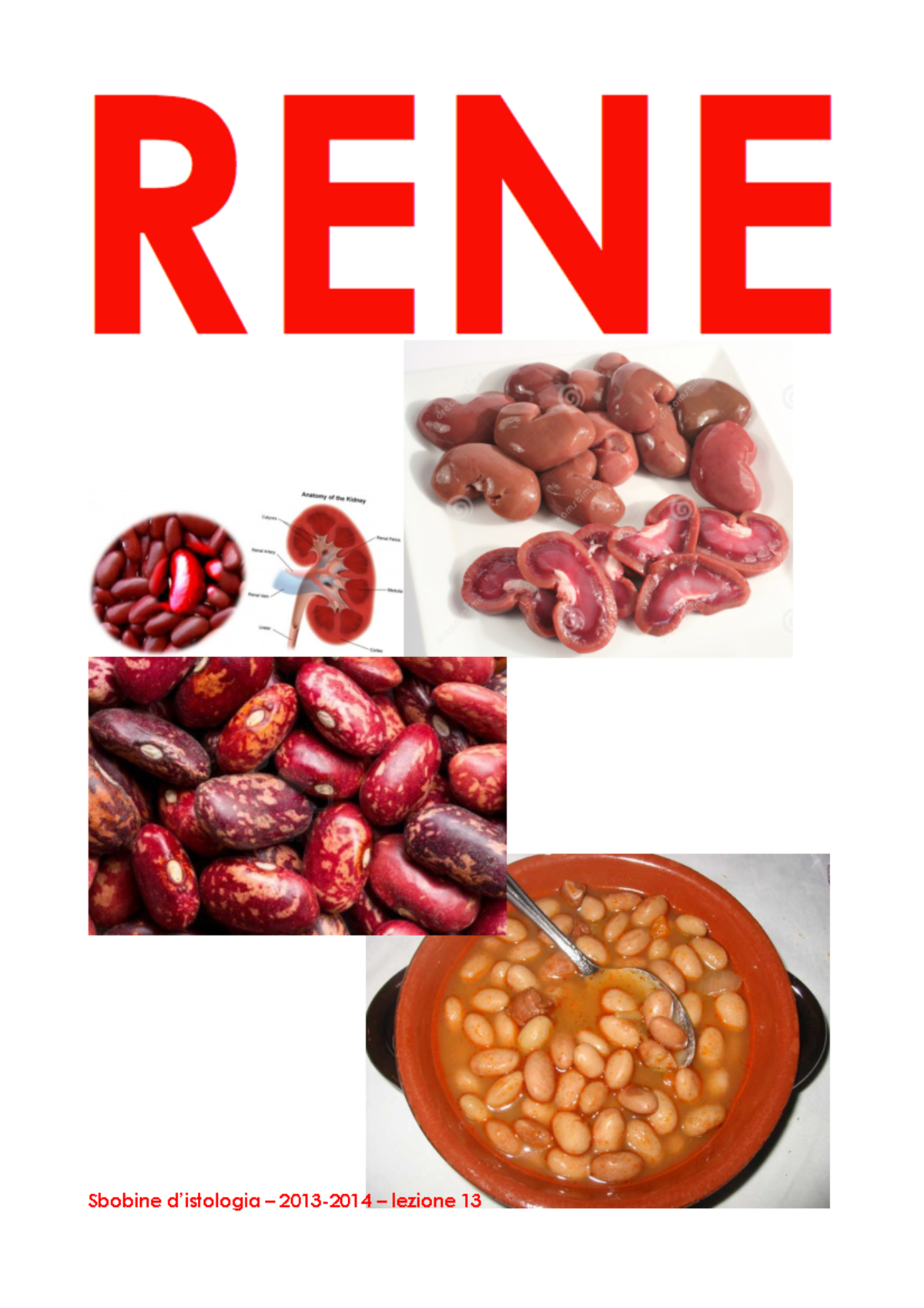 IL RENE istologia - Sbobine lezione 13 Sin dalle prime lezioni si ...