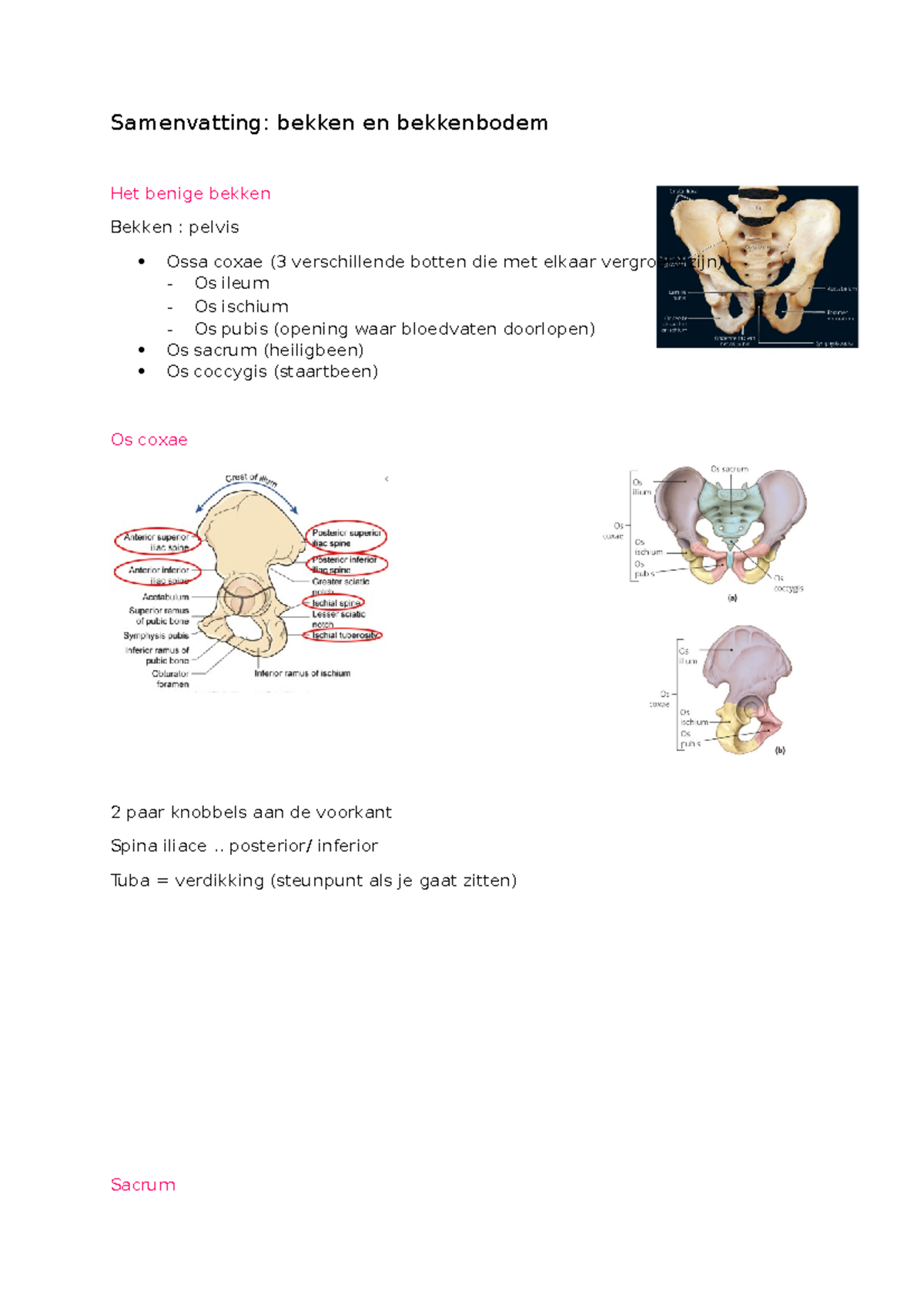 Samenvatting bekken en bekkenbodem - Samenvatting: bekken en benige ...