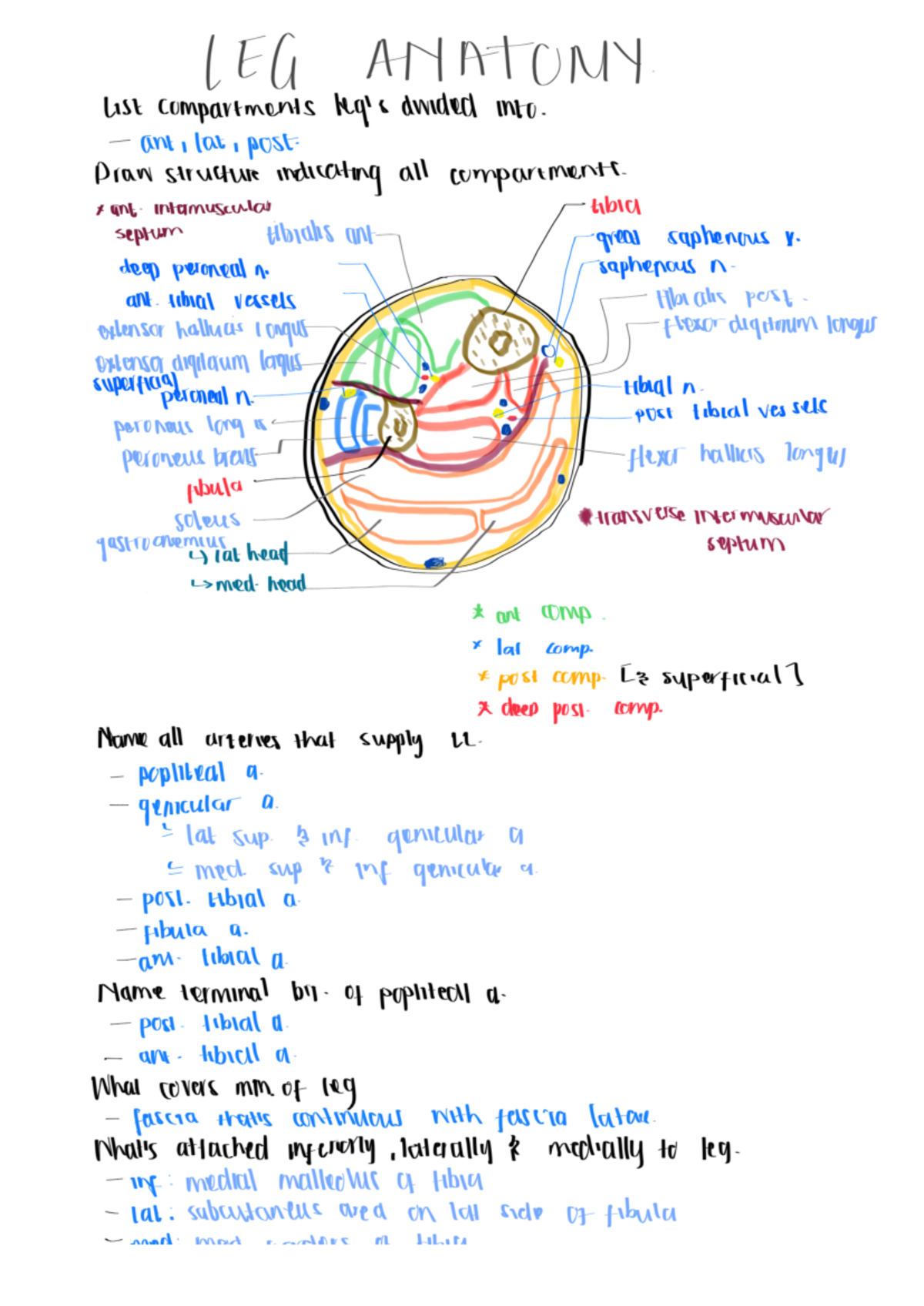 Leg anatomy summary - MIBS 2024 - Studocu