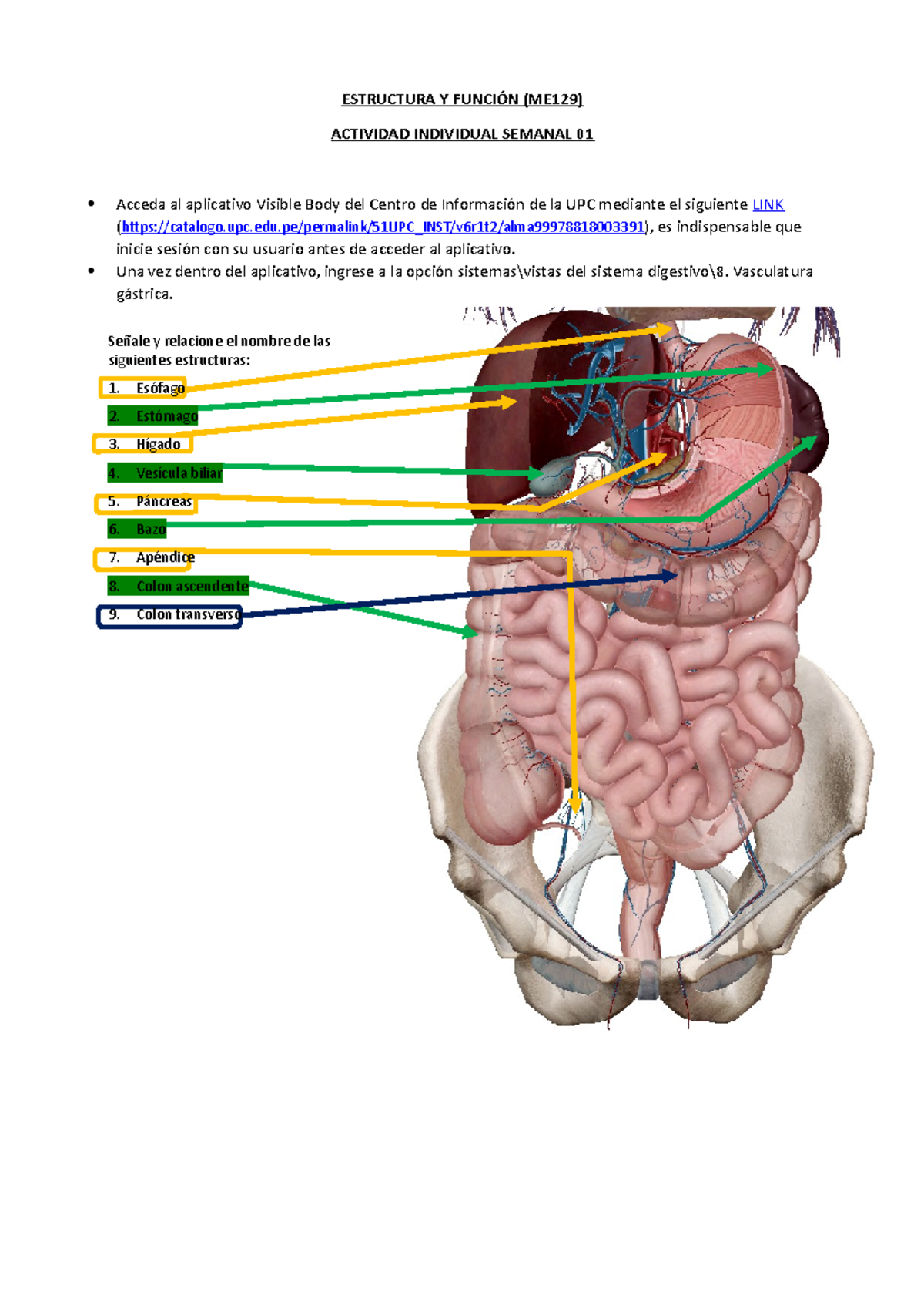 ESTRUCTURA Y FUNCIÓN S1 - ESTRUCTURA Y FUNCIÓN (ME129) ACTIVIDAD ...