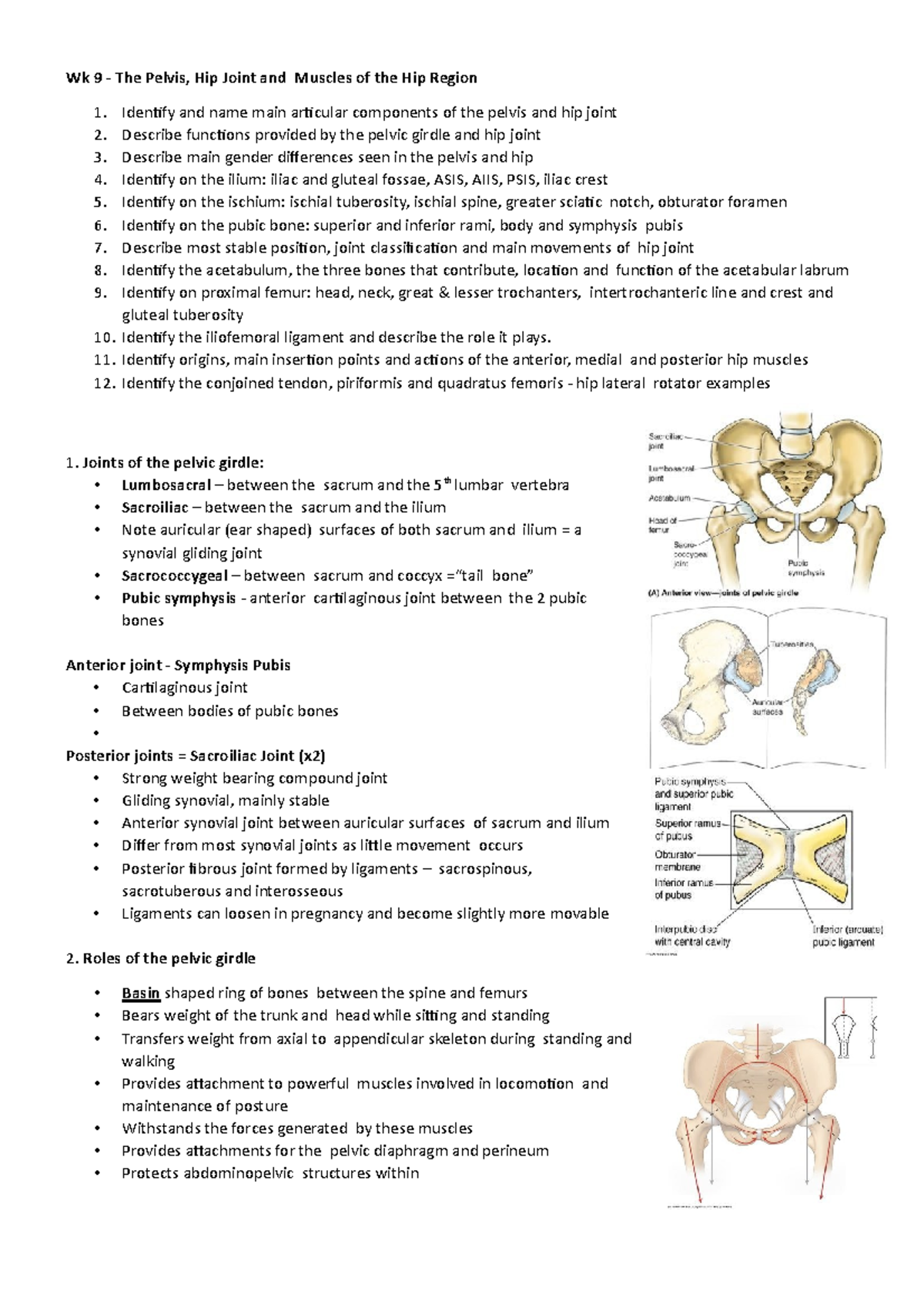 Lecture notes week 9 Hip joint - Wk 9 - The Pelvis, Hip Joint and ...