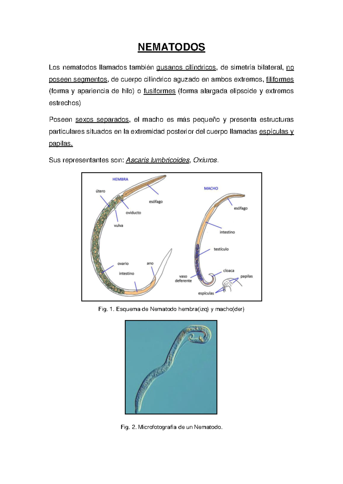 Nematodos - NEMATODOS Los nematodos llamados también gusanos cilíndricos, de simetría bilateral ...