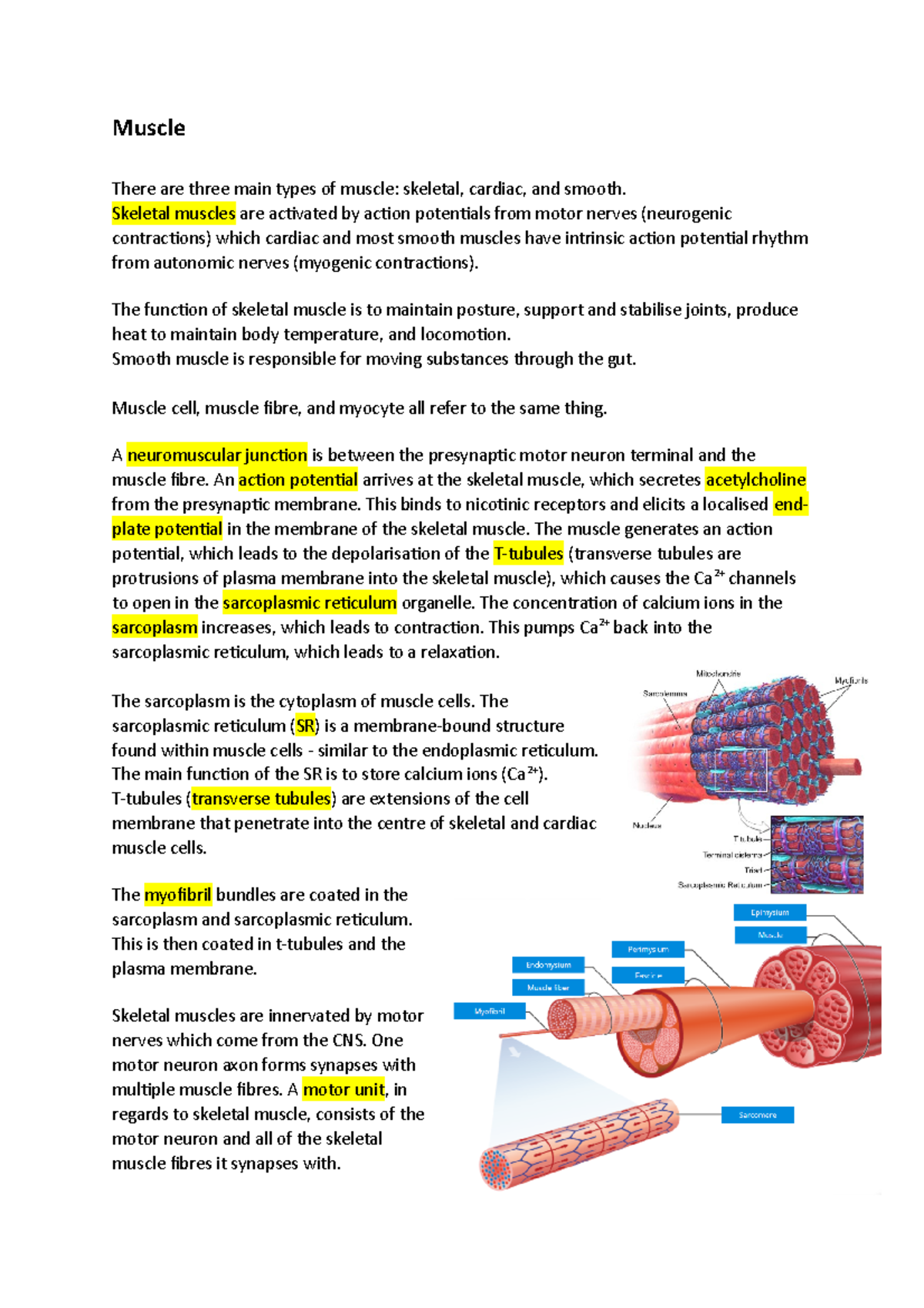 Muscle - Complete Lecture(s) Notes for PHOL0002 - Muscle There are ...