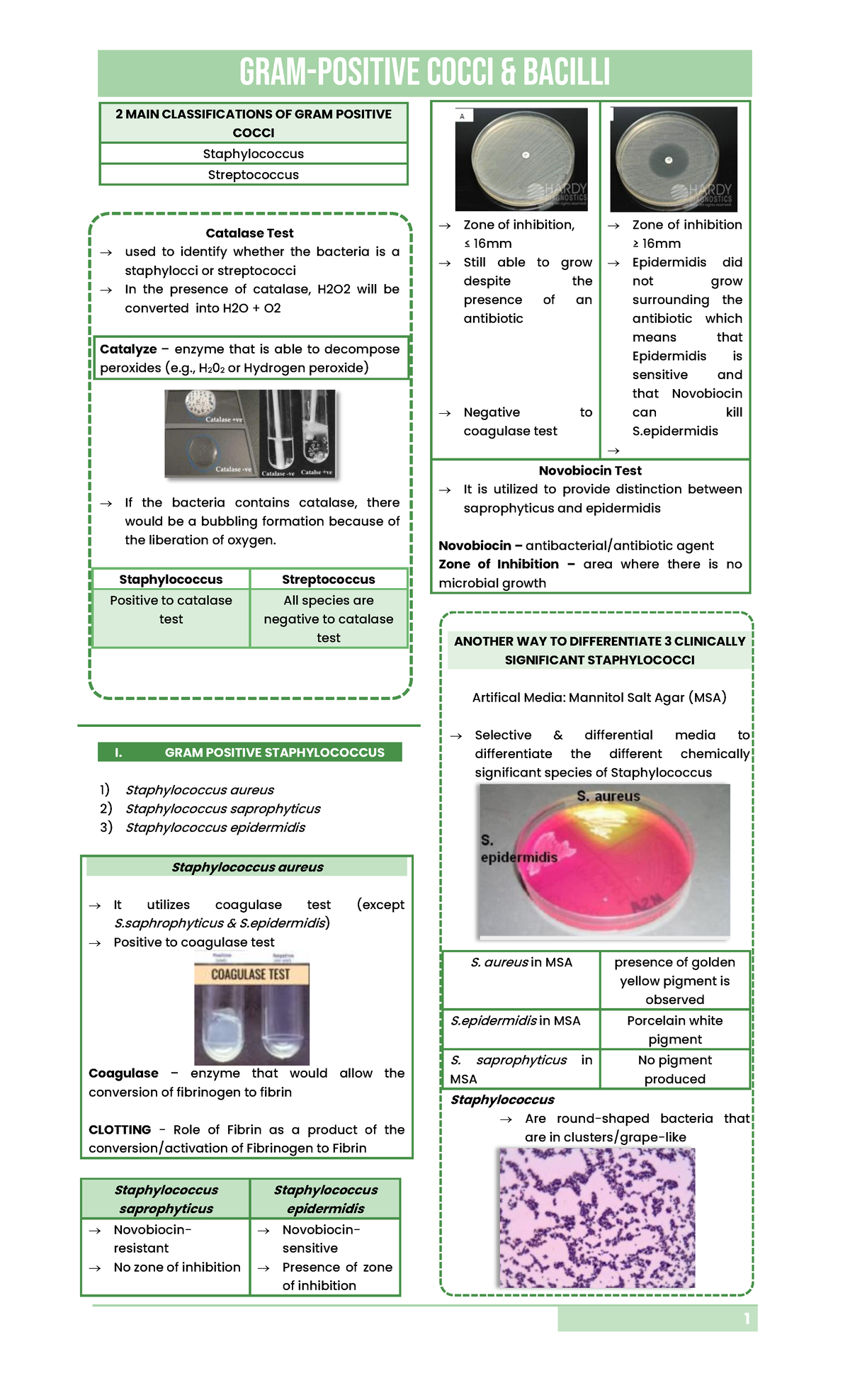1 Gram-Positive Cocci (clinically significant bacteria) - 2 MAIN ...