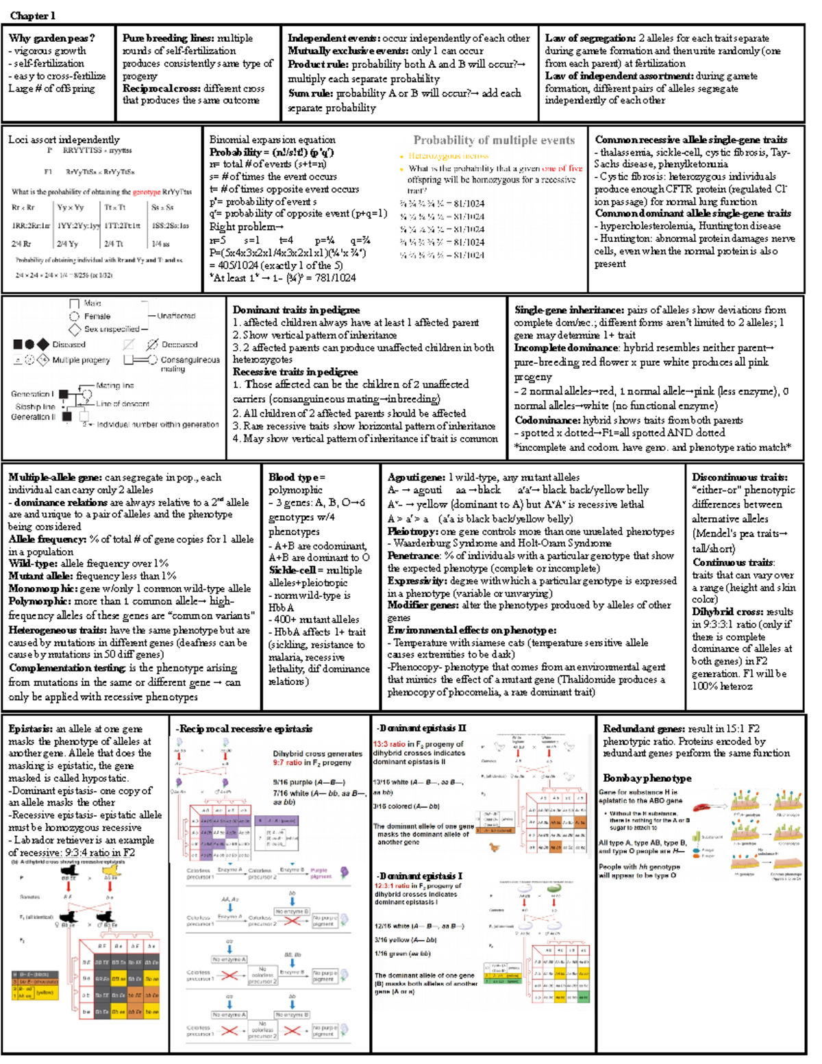 Exam 2 Cheat Sheet - Mendel's genetics - Chapter 1 Why garden peas ...