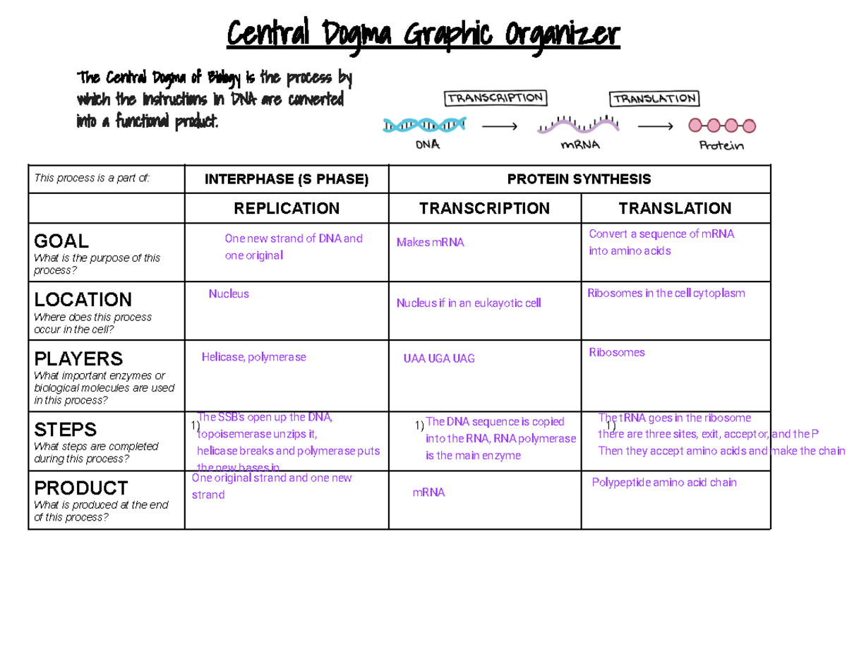 Kami Export - Copy of Central Dogma Graphic Organizer - Central Dogma ...
