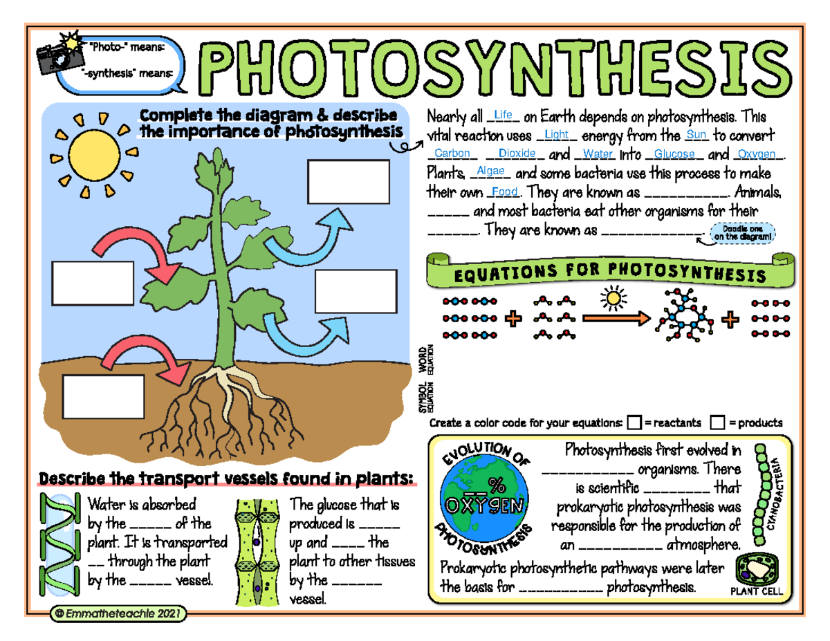 05 Photosynthesis - Scaffolded color 1 - Studocu
