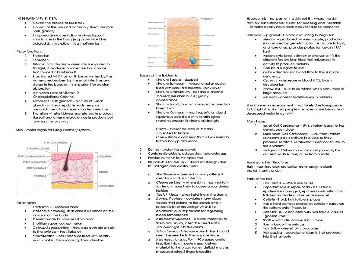 Anaphy Notes - Anatomy and Physiology - 1st Year - INTEGUMENTARY SYSTEM ...