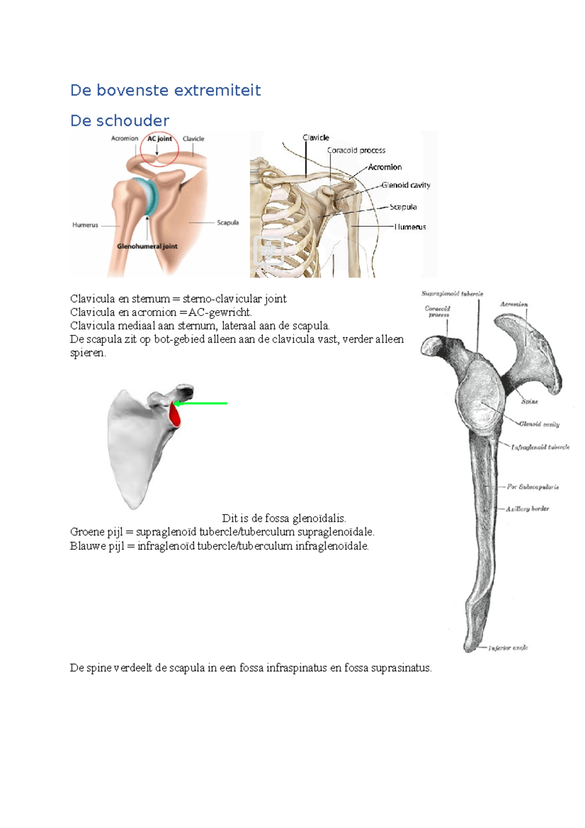 Aclant- De bovenste extremiteit - De bovenste extremiteit De schouder ...