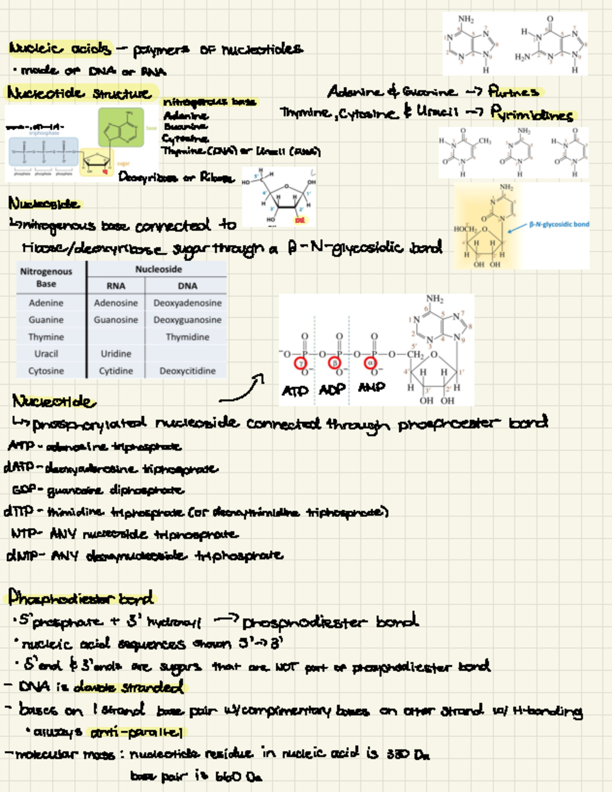 Nucleotide - lecture notes - Nucleic acids - polymers of nucleotides ...