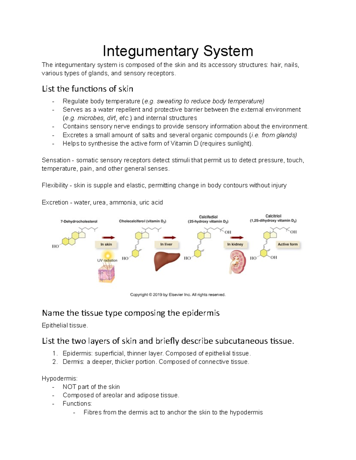 Integumentary System Study Notes ___ - Integumentary System The ...