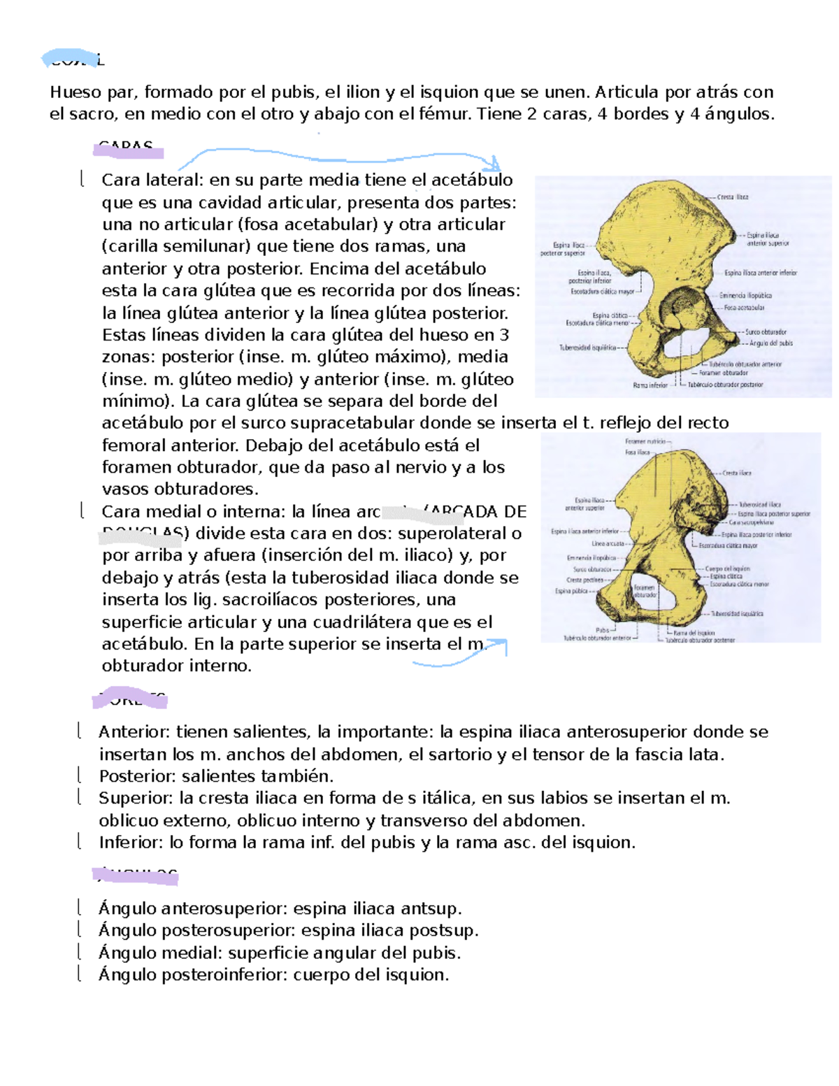 Coxal Y Estructuras REGION INGUINAL - COXAL Hueso par, formado por el ...