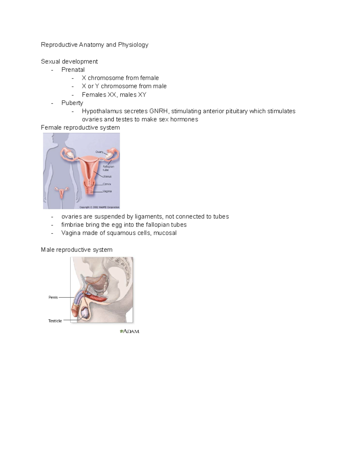 3314 Reproductive Anatomy and Physiology - Reproductive Anatomy and ...