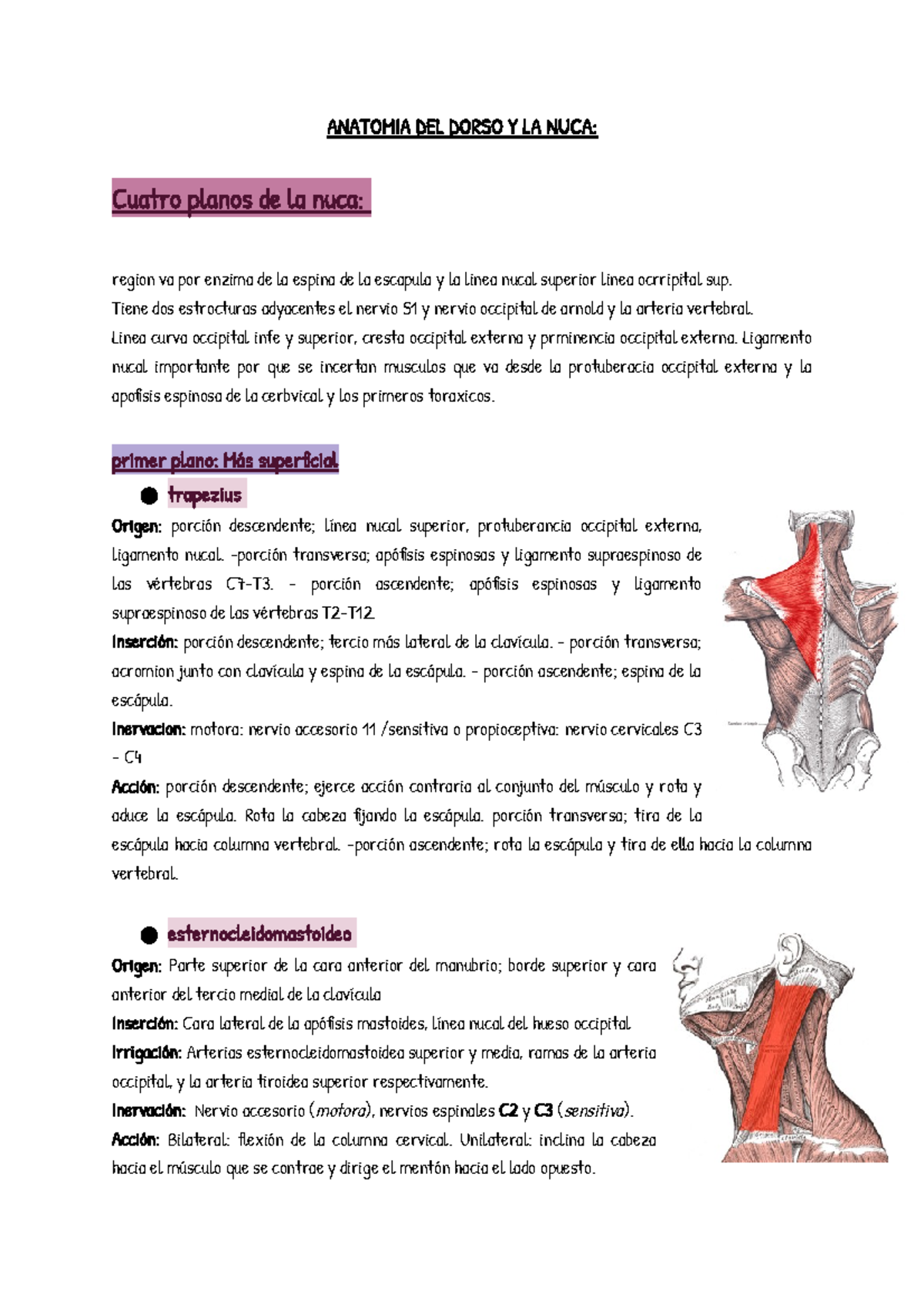 Anatomia DEL Dorso Y LA NUCA - ANATOMIA DEL DORSO Y LA NUCA: Cuatro ...