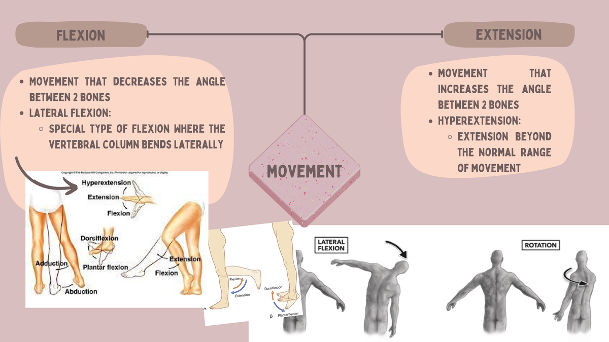 AN3004 L1 Body Movement - movement Flexion extension Movement that ...