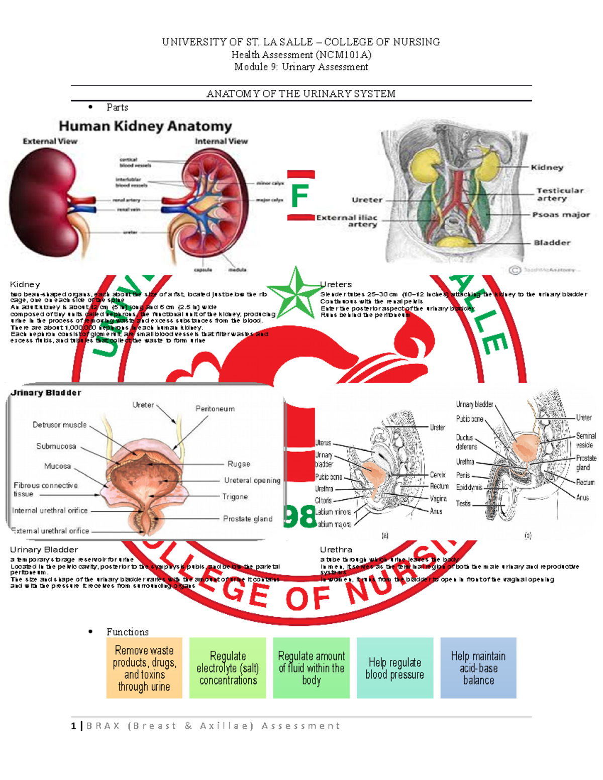 NCM101A Module 9 - Urogenital Assessment - UNIVERSITY OF ST. LA SALLE ...