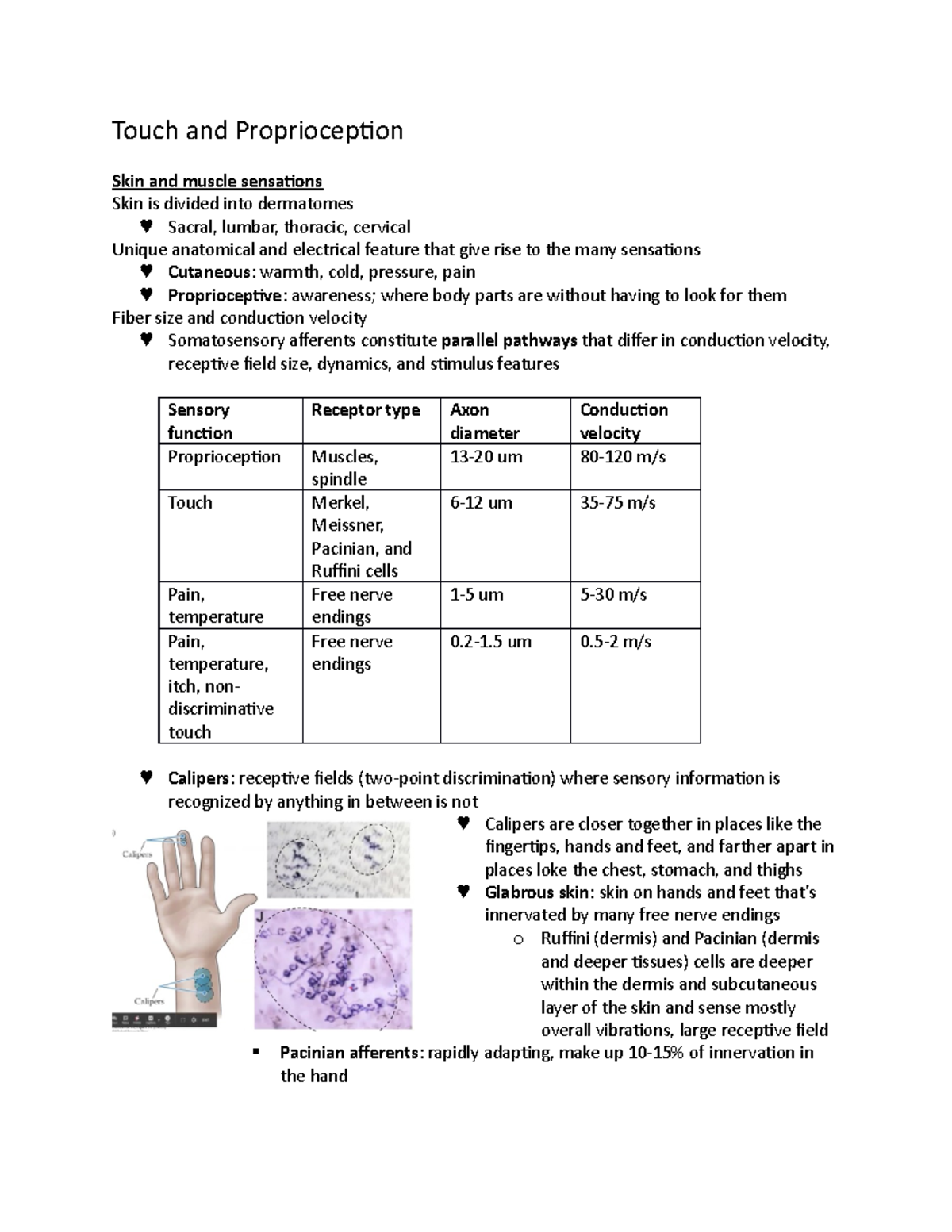 Neuro 2 - Prof Hsu - Touch and Proprioception Skin and muscle ...
