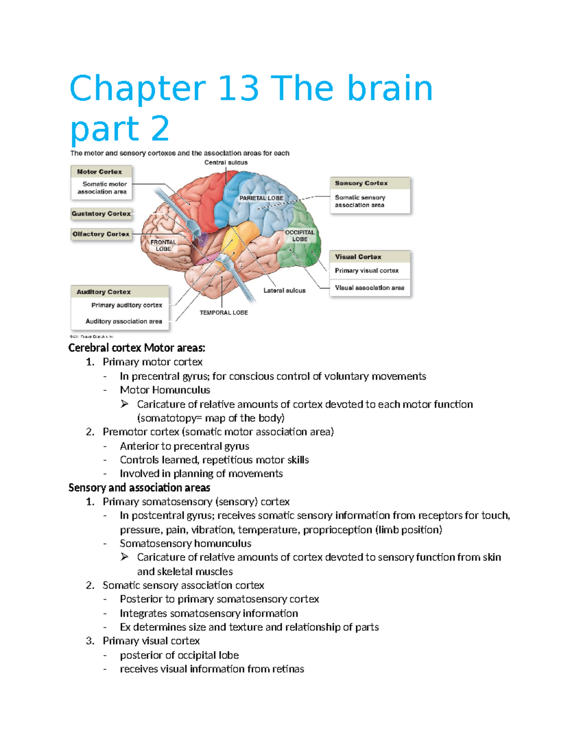 Chapter 13 The brain part 2 - Primary motor cortex - In precentral ...