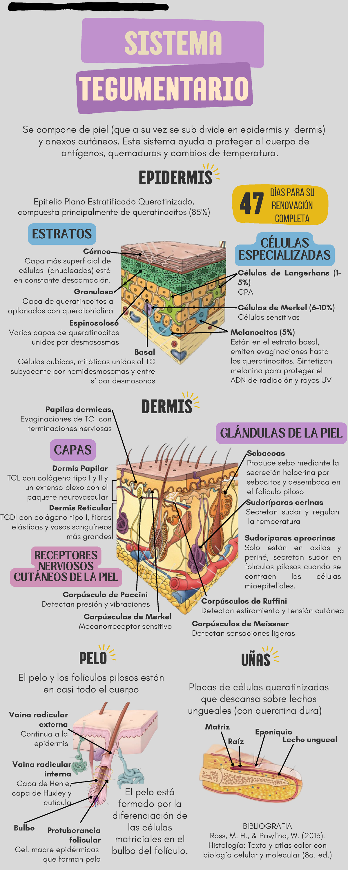 Sistema Tegumentario - infografias - Sebaceas Produce sebo mediante la ...