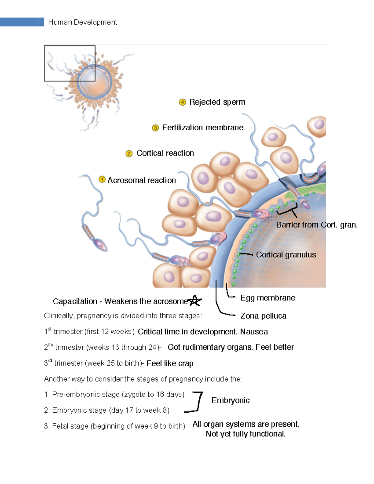 Human development - Clinically, pregnancy is divided into three stages ...