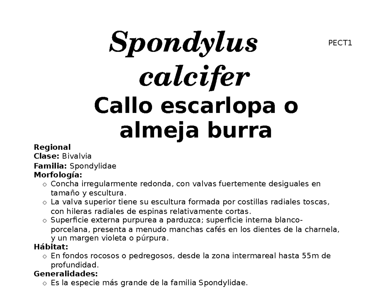 Spondylidae - Spondylus calcifer PECT1 Callo escarlopa o almeja burra ...