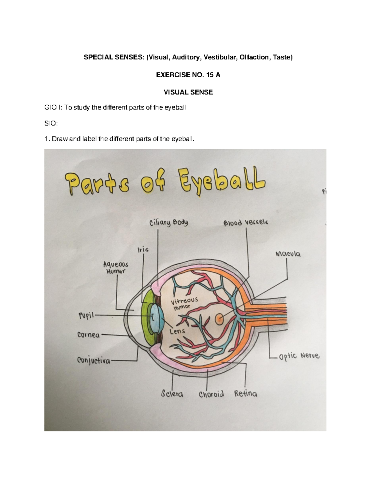 ( Anatomy & Physiology) Special Senses (Visual, Auditory, Vestibular ...