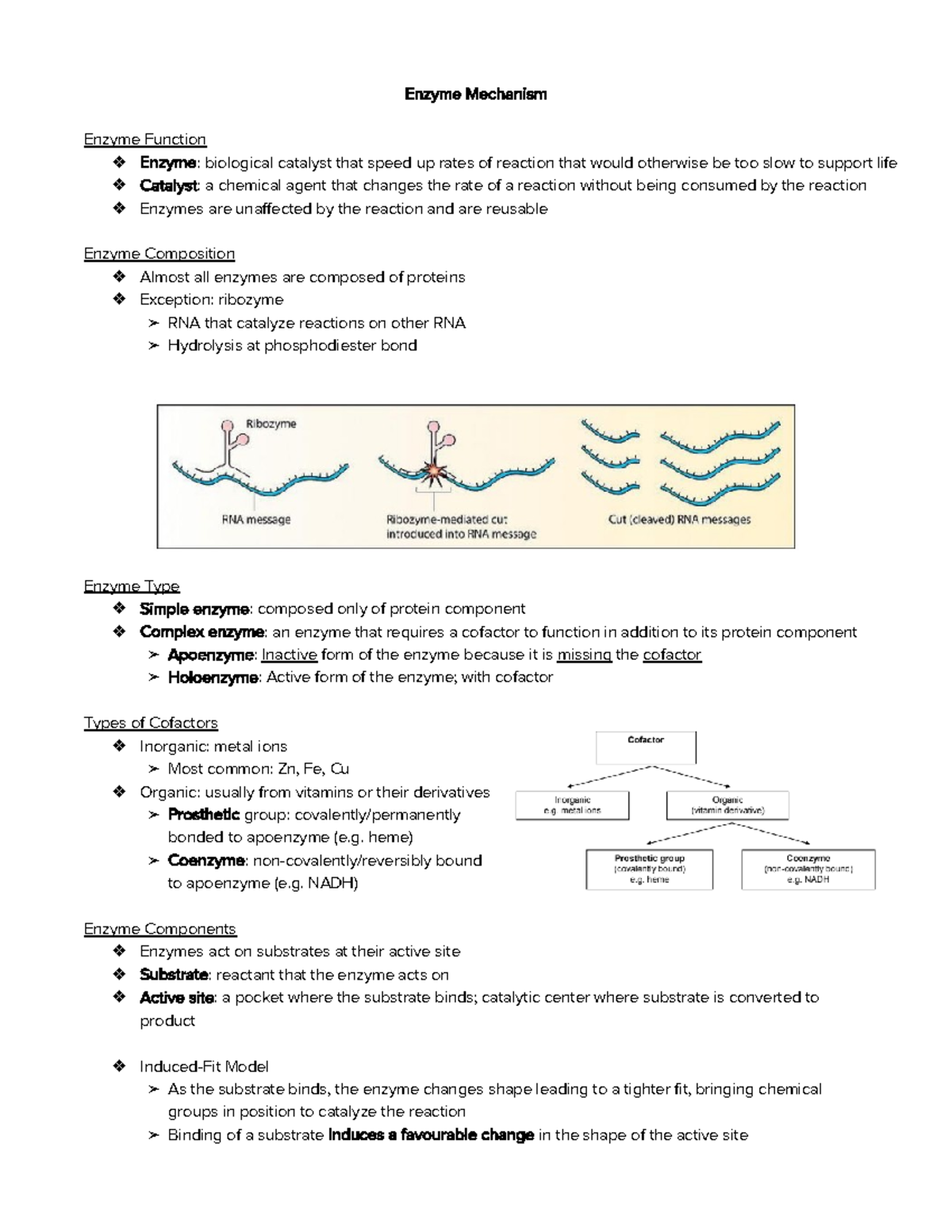 03 - Enzyme Mechanism - Notes - Enzyme Mechanism Enzyme Function Enzyme ...