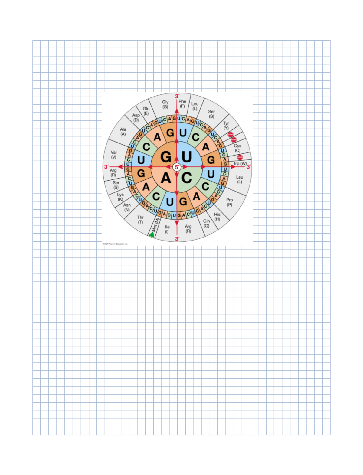 Genetic Code Wheel - work - CHEM 108 - Studocu