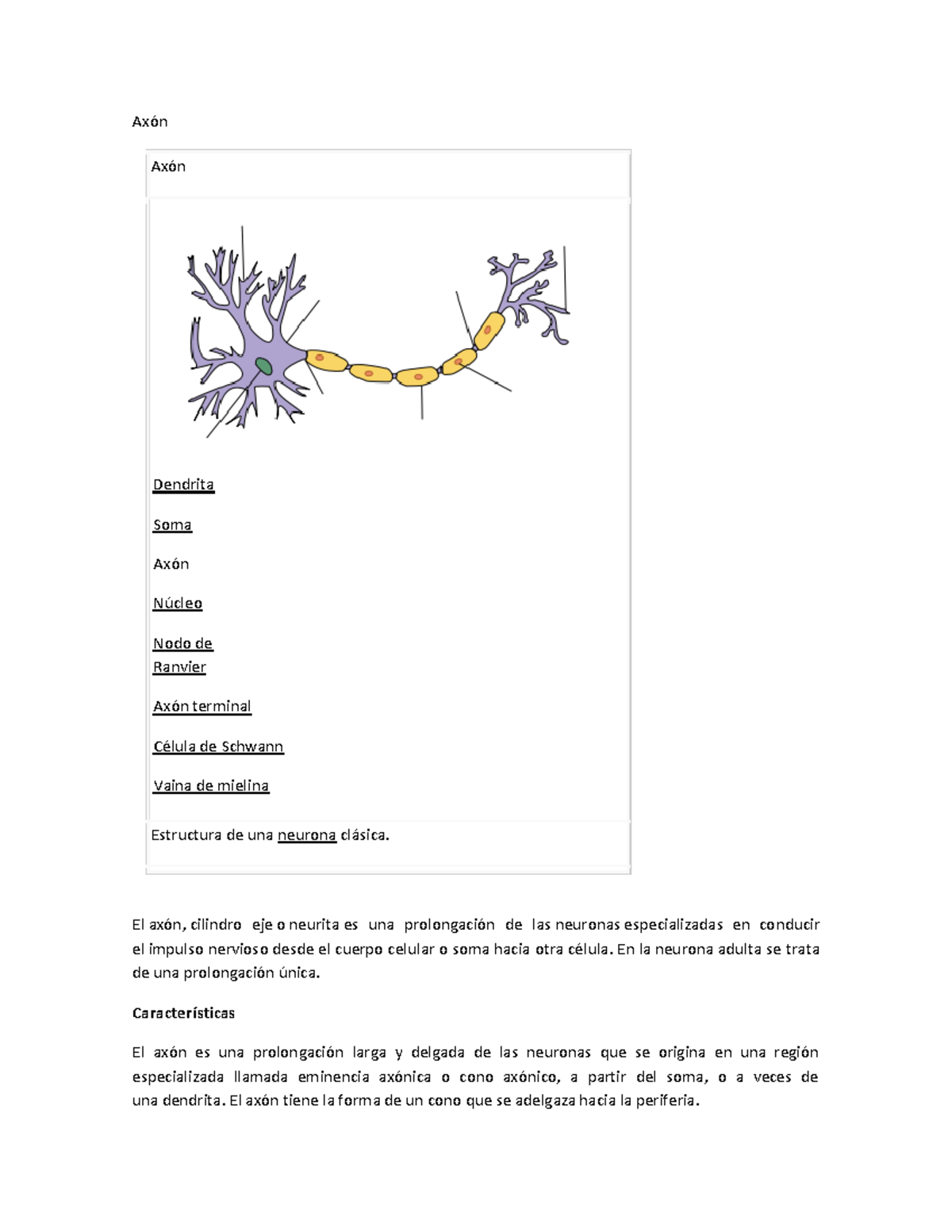Axón - axon biologia - Axón Axón Dendrita Soma Axón Núcleo Nodo de ...