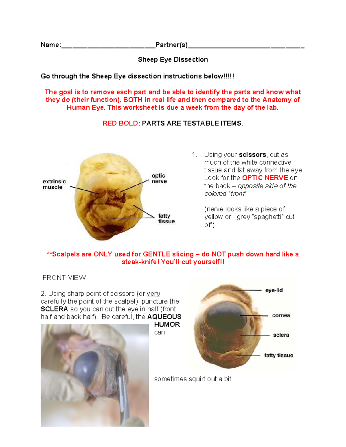 Sheeps Eye Dissection Final - Studocu