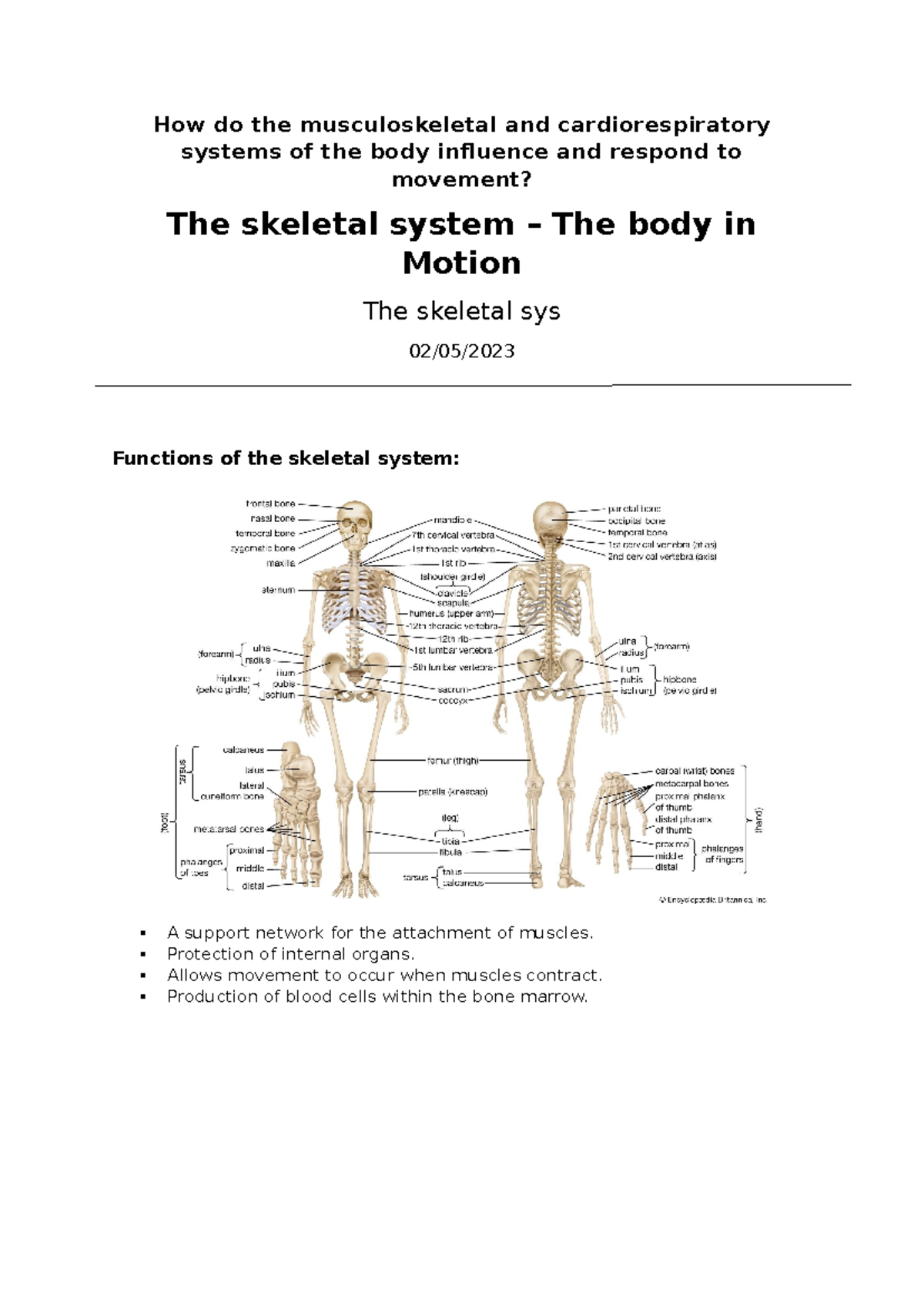 The body in Motion - How do the musculoskeletal and cardiorespiratory ...